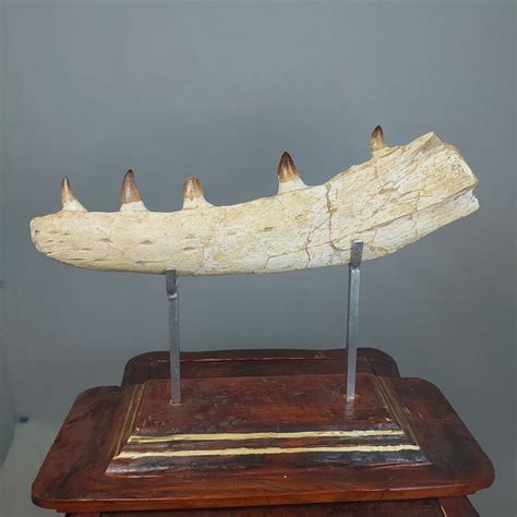 25 Original Mosasaurus Jaw Rare Fossil Hoffmanni Dinosaur Fossilpaleo