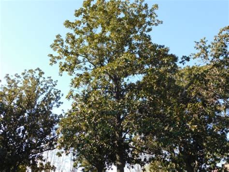 ماغنوليا الجنوبية، ماغنوليا دائمة الخضرة ماغنوليا غرانديفلورا جامعة ولاية كاليفورنيا ستانيسلاوس