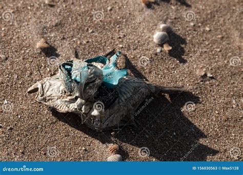 Dead Dry Fish On A Seashell Beach In Black Sea Stock Image Image Of
