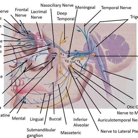Trigeminal Nerve System V1 Ophthalmic Branch V2 Maxillary Branch Download Scientific