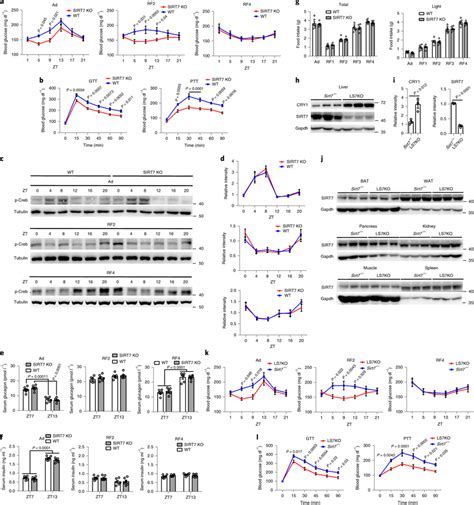 Sirt7 Deficiency Leads To Impaired Hepatic Gluconeogenesis A Blood