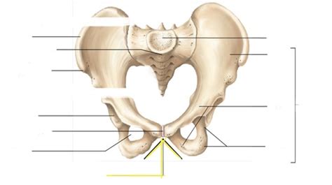 Pelvic Labeling Flashcards Quizlet