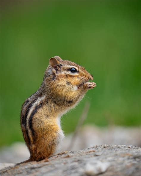 자연 서식지의 동부 다람쥐 · 무료 스톡 사진
