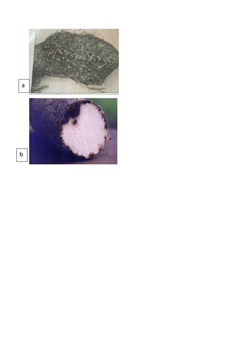 Plate 1 A Galling And Deformed Yam Tuber By Root Knot Nematode B