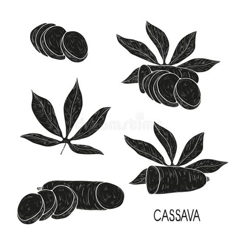 Black Cassava Stock Illustrations 213 Black Cassava Stock