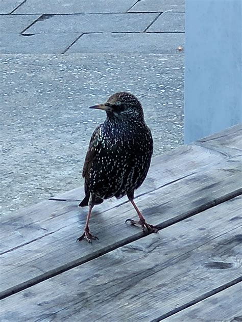 Someone Know Whos This Beautiful Boi Found In France Rwhatsthisbird