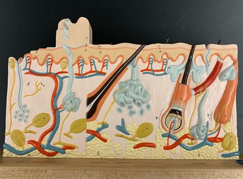 Biol 322l Lab 4 Integument Model Diagram Quizlet
