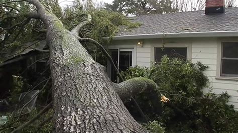 Heavy Rain Strong Winds Topple Trees Cause Accidents Across Bay Area