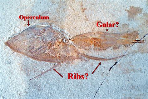 Help Identifying Fossil Impression Fossil Id The Fossil Forum
