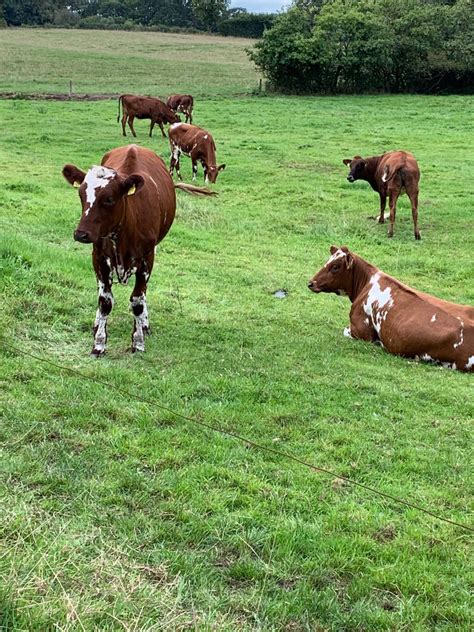 Solve Cows Jigsaw Puzzle Online With 154 Pieces