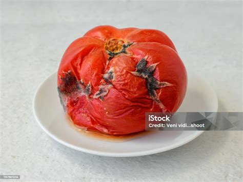버릇없는 빨간 토마토에 검은 곰팡이 거친 흰색 텍스처 배경 위에 흰색 접시에 썩은 토마토 버릇없는 과일과 야채 0명에 대한 스톡