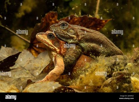 Common Frog Rana Temporaria Pair In Amplexus On Water Bottom