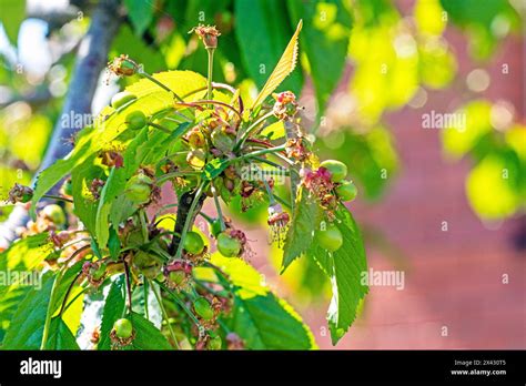 Unripe Green Cherry Fruits Garden Pests Diseases And Harvest