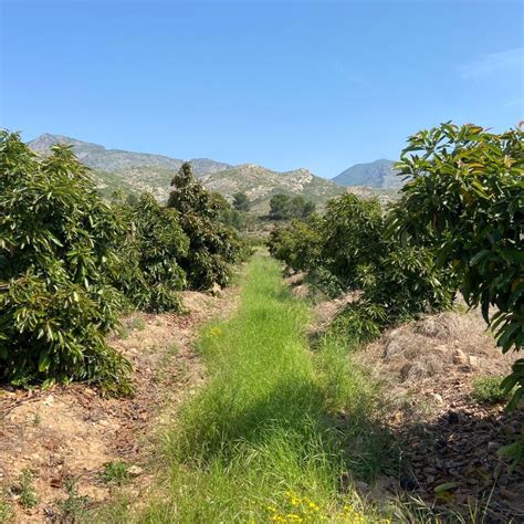 Aguacates Hass Bio Safortropical