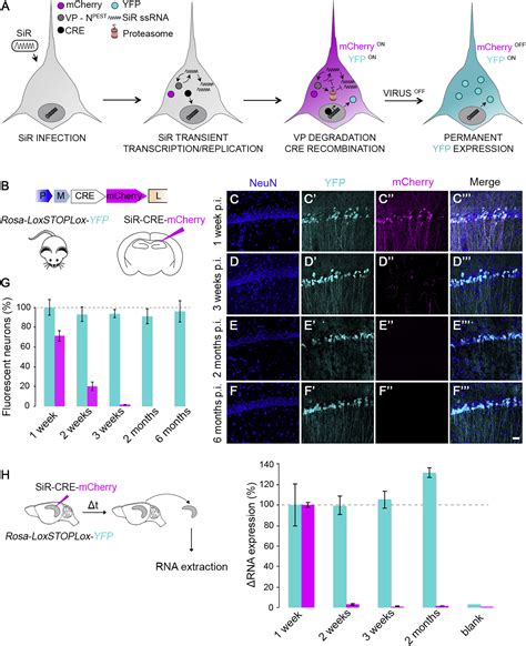 Life Long Genetic And Functional Access To Neural Circuits Using Self Inactivating Rabies Virus