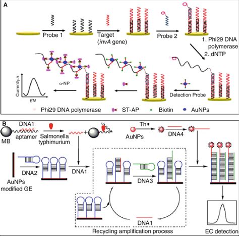 8 A Schematic Representation Of The Designed Strategy For Inv A Download Scientific Diagram
