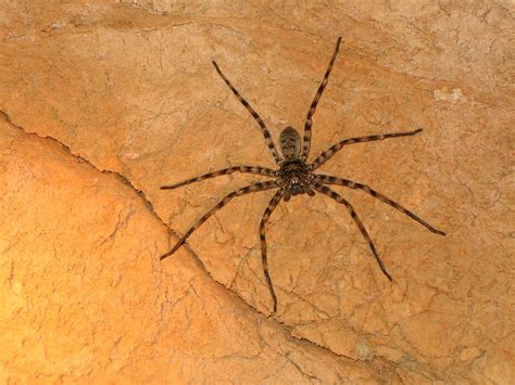 Spider Huntsman Arachnid Free Photo On Pixabay