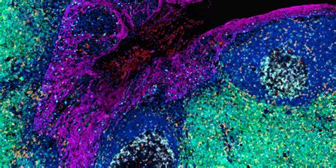 Empowering Multiplex Imaging Analysis Scientific Review Nucleai