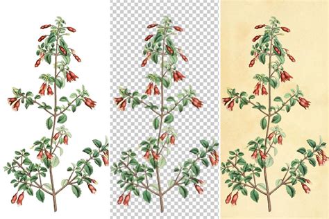 Small Leaf Fuchsia Illustration Graphic By Jada Boutique Design