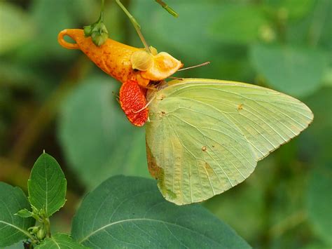 Cloudless Sulphur Alabama Butterfly Atlas