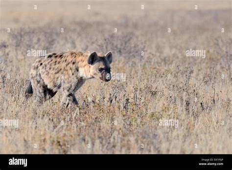Spotted Hyena Crocuta Crocuta Walking In Dry Grass Kgalagadi