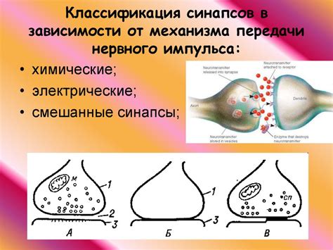 Строение нейрона Синапс презентация онлайн