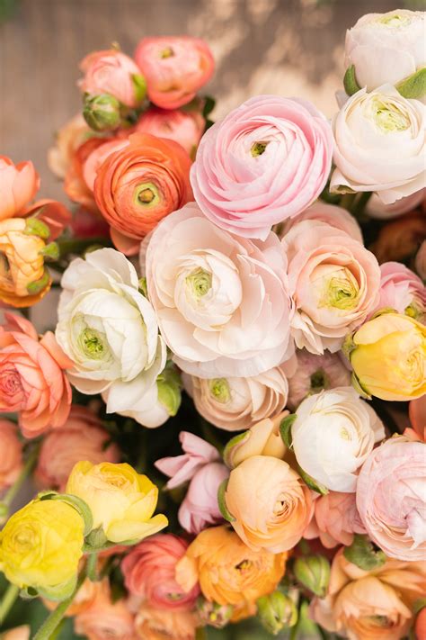 Ranunculus Elegance Pastello 20 Corms Ships Now Etsy