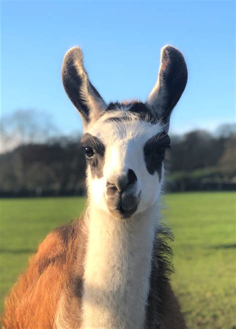 meet the llamas nidderdale llamas