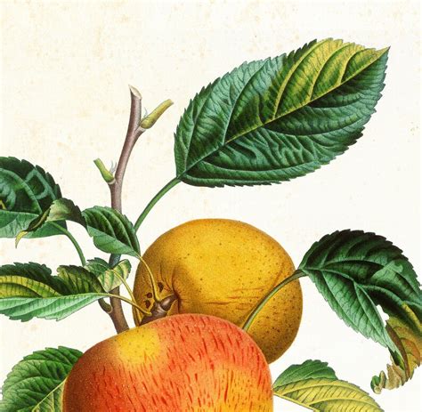 Apfel Giclee Kunstdruck Vintage Apfelbaum Zweig Gemälde