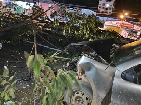 Vídeo eucalipto cai na BR carro bate na árvore e rodovia fica interditada Montanhas
