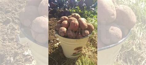 Картофель купить в Тюмени Товары для дома и дачи Авито