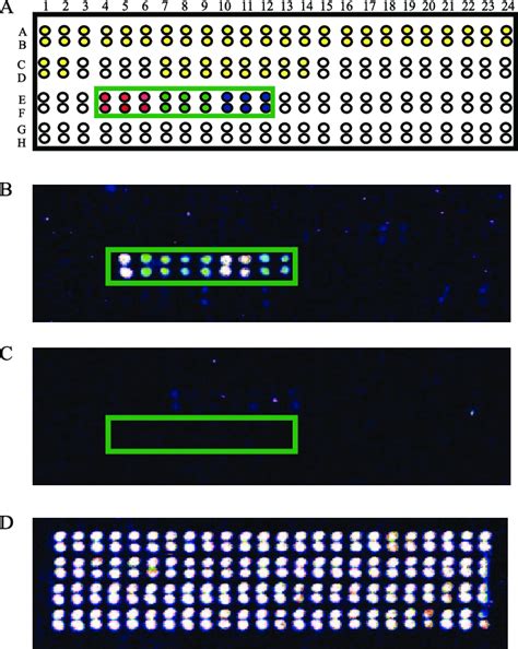 Representative Wnv Detection With A Universal Dna Microarray A Download Scientific Diagram