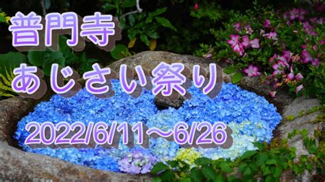 紫陽花花の山寺 普門寺あじさい祭り岡山県真庭市2022 06 11 YouTube