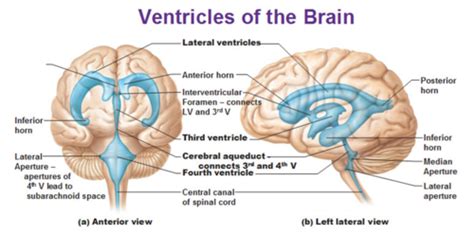 Ventricles Choroid Plexus Csf Meninges Flashcards Quizlet