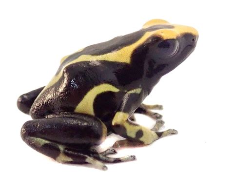 Dendrobates Tinctorius Alanis Dyeing Poison Dart Frog Captive Bred