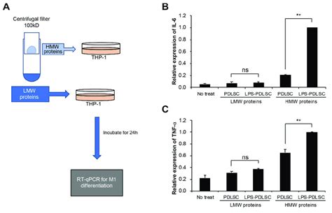 Separation Of Fractions From The Conditioned Media Of Pdlscs Using