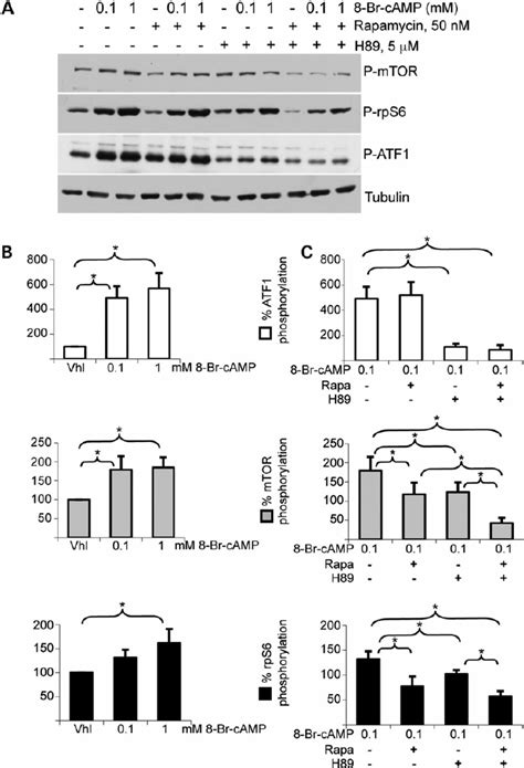 Phosphorylation Of Protein Targets Of Pka And Aktmtor Signaling