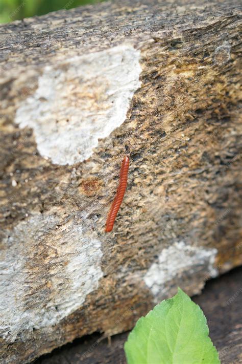 Premium Photo Trigoniulus Corallinus Sometimes Called The Rusty Millipede Or Asian Millipede