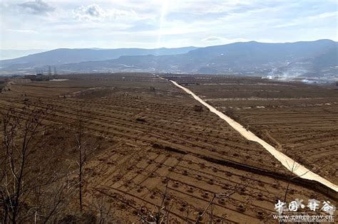 春访三农甘谷老旧果园返老还童助推苹果产业提质增效 天水在线