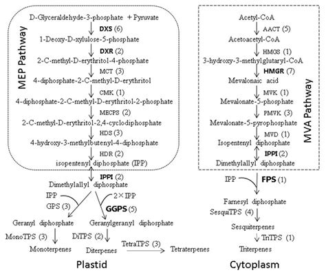 Identification Expression And Phylogenetic Analyses Of Terpenoid
