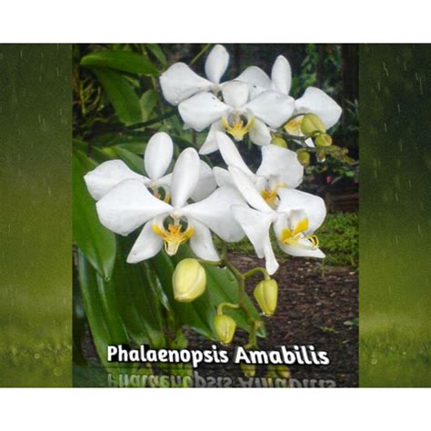 Jual Anggrek Bulan Jawa Amabilis Shopee Indonesia