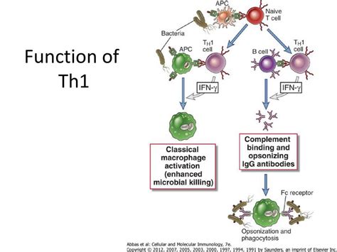 PPT Biology And Function Of T Cells PowerPoint Presentation Free Download ID 6004968