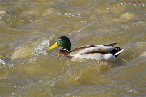 Fotografía de Naturaleza JM Gavilán Ánade real o azulón macho Anas platyrhynchos