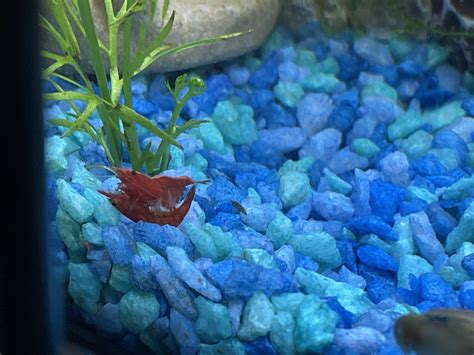 Are The Shrimp Fighting Never Knew Shrimp Would Get Aggressive R