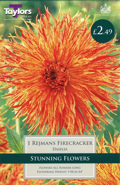 Dahlia Rejmans Firecracker Smiths Orchard Garden Centre