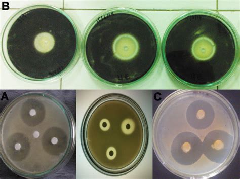 Agar Diffusion Methods A Disk Diffusion Method Of Microbial Extract Download Scientific