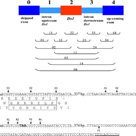 A Classification Of The Profiles Built By Ds1 And Its Flanking