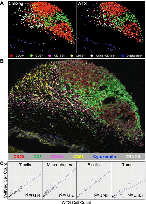 Recapitulating Previously Identified Cell Populations Using Cellseg A