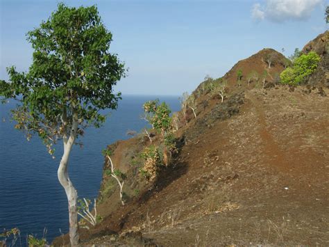 Timor 2016 Faultrock Structural Geology Neotectonics And
