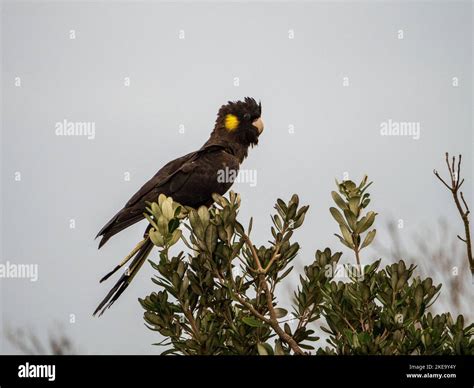 Yellow Tailed Black Cockatoo On Top Of A Coastal Banksia Bush